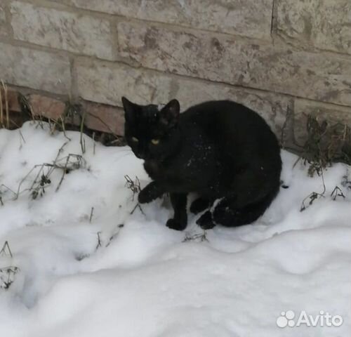 Кошечка Ночка в добрые руки