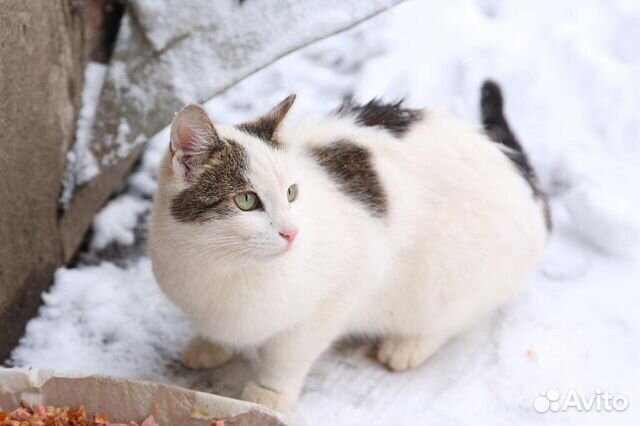 Кошка Белка 9 месяцев