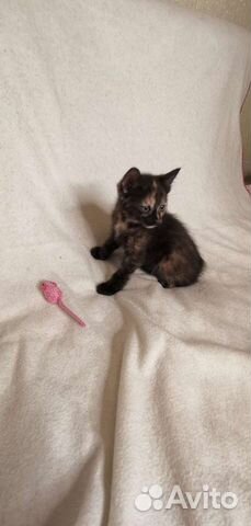 Кошка 2 месяца