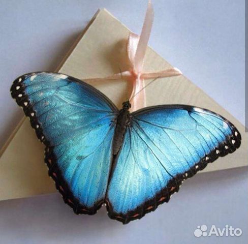 Жuвыe mponuчесkue бaбoчku