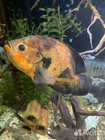 Рыба Астронотус