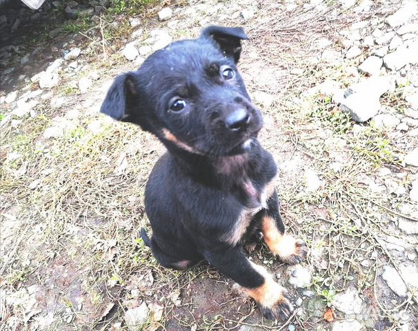 Щенки охранной собаки бесплатно