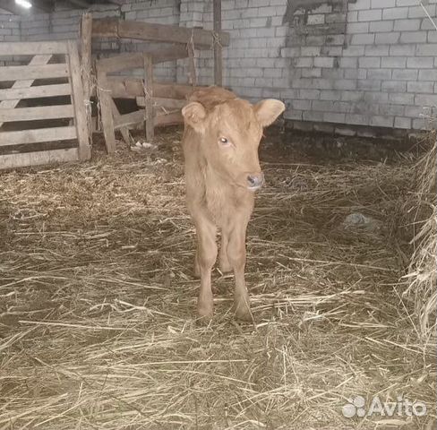 Телочка 1 месяц