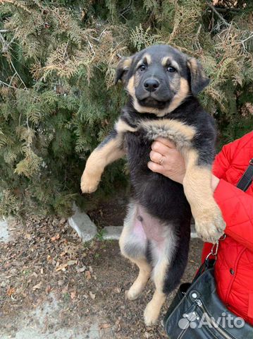 Щенок Бим в добрые руки