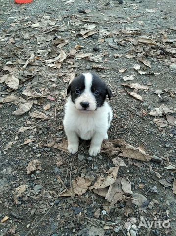 Двортерьеры-панды