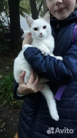 Белая кошечка