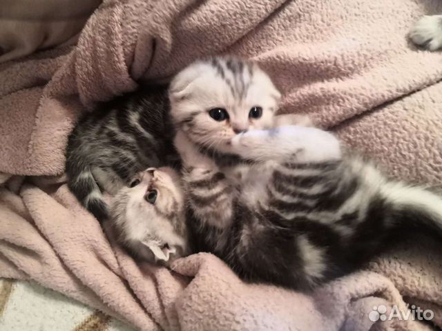 Шотландские котята