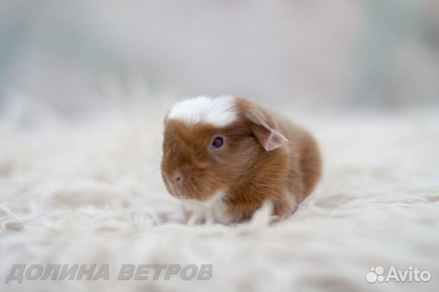 Морская свинка крестед лилово-золотой аргент