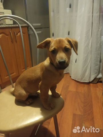 Собаки щенки