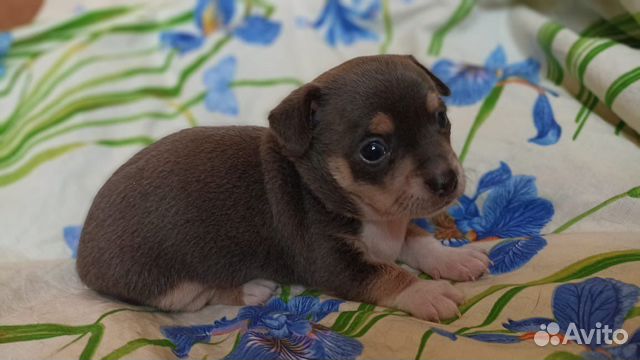 Продаётся гл/ш мальчик Чихуахуа