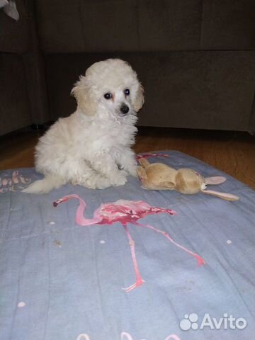 Продается щенок пуделя