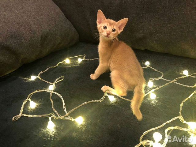 Абиссинский котенок