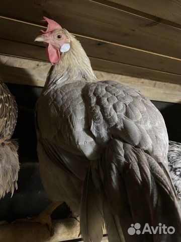 Куры брама, кохи, орпингтоны