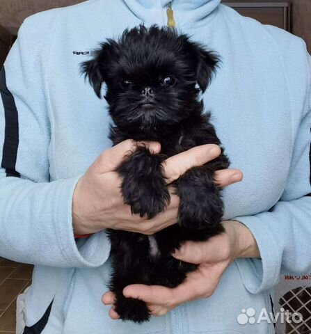 Бельгийский гриффон, шикарный мальчик 2 мес