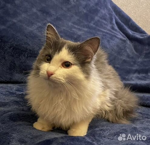 Чудо котёнок подросток Пушок 6 месяцев в дар