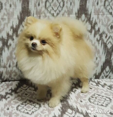 Чудесный мальчик ищет семью