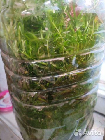 Аквариумные растения