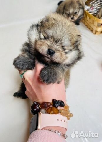 Померанский шпиц мини