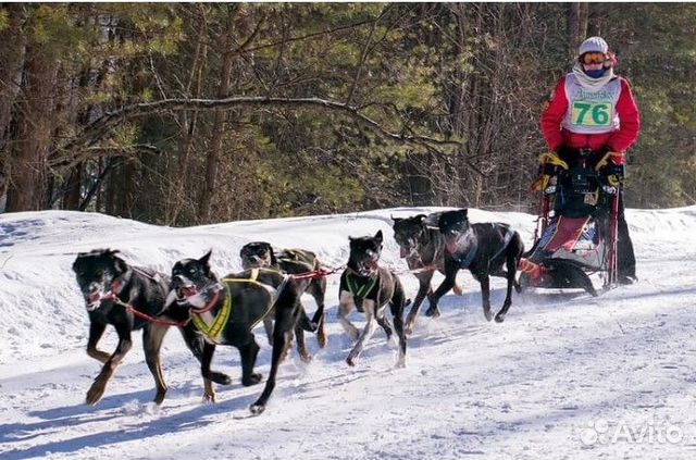 Продам щенков еврохаунда