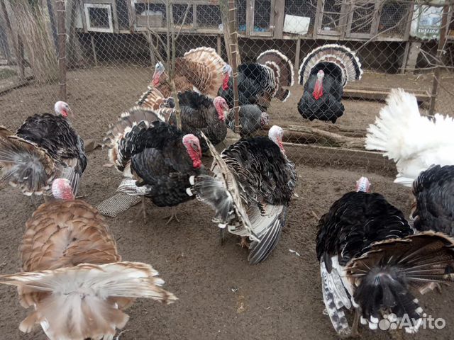 Индюки живым весом