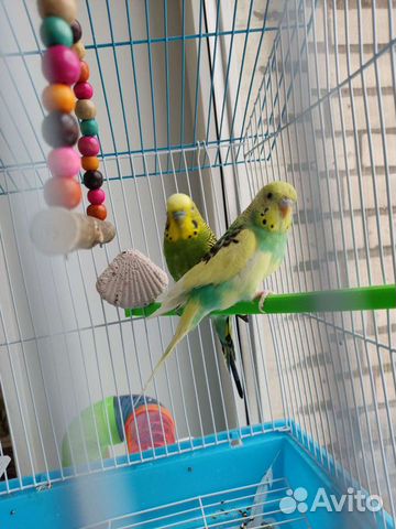 2 Волнистых попугая с клеткой