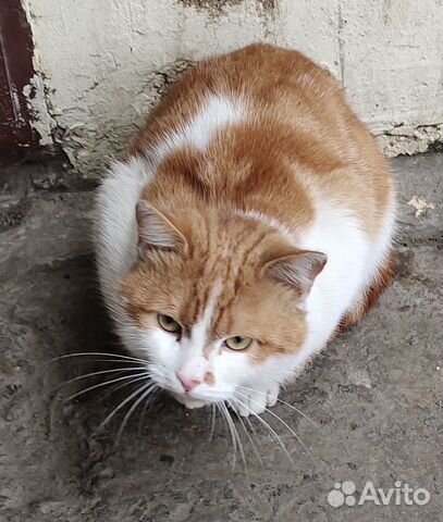 Кот бело-рыжий в коричневом ошейнике найден