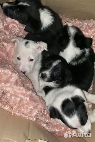 Щеночки