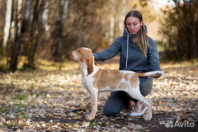 Щенок Бракко Итальяно
