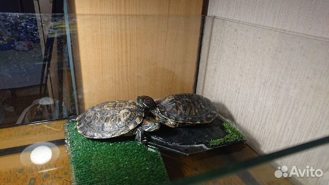 Отдам в заботливые руки двух красноухих черепах