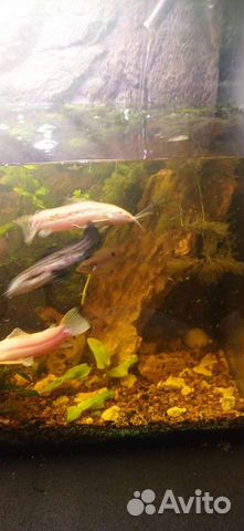 Сом таракатум