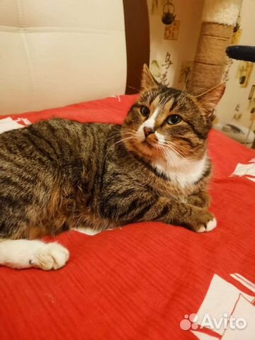 Кот Барсик, кастрирован, 1,5 года, гиперласковый