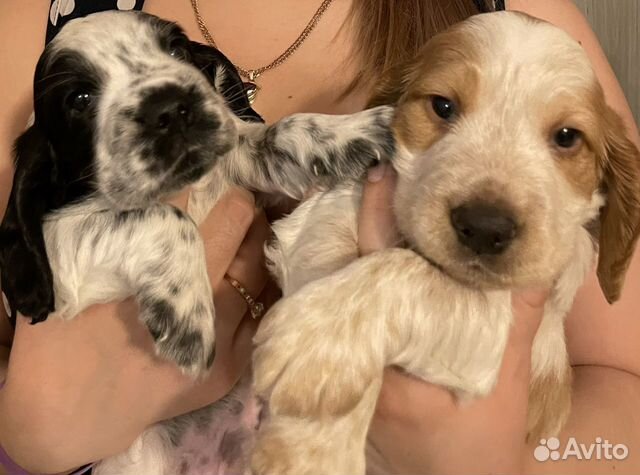 Спаниель щеночек продажа