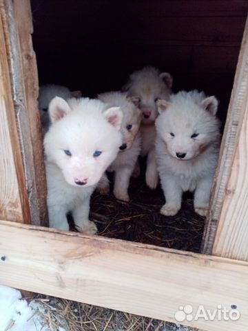Щенки якутской лайки