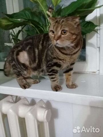 Мраморная британка