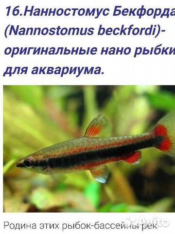 Наностромус в дар 1 шт