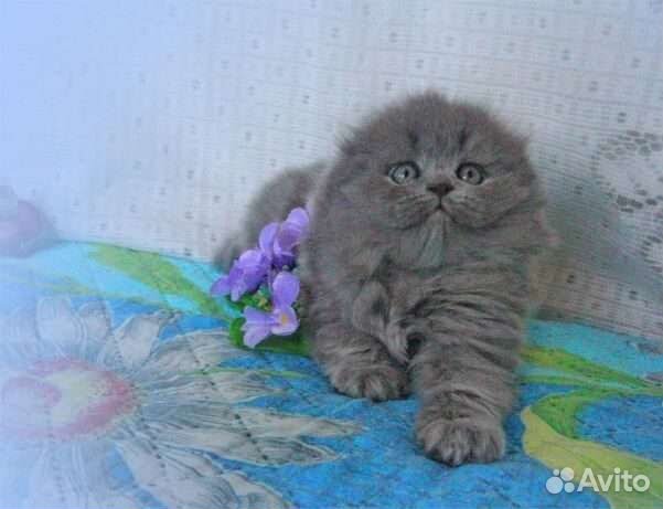 Шикарные длинношерстные котики