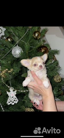 Длинношерстные чихуахуа