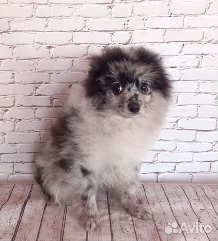 Шпиц мальчик голубо мраморный