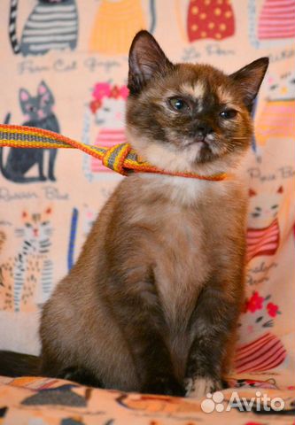 Девочка 3 месяца ищет семью