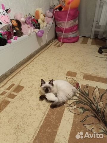 Курильский бобтейл