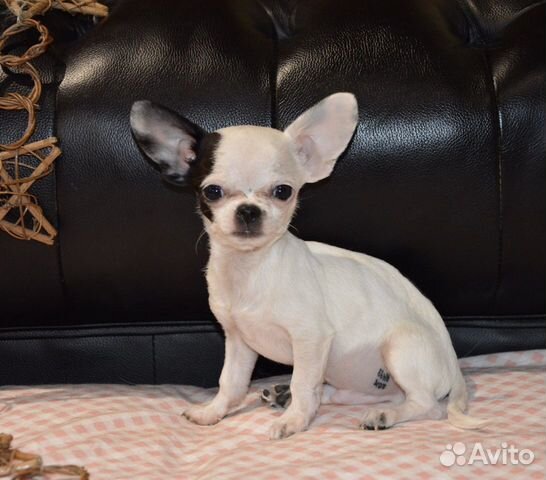 Чихуахуа mini и миикро щенки РКФ