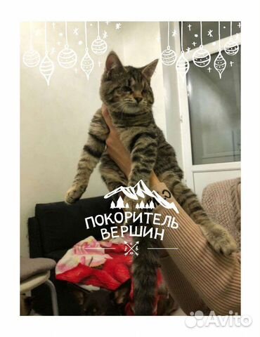 Котята. Кот и кошечка