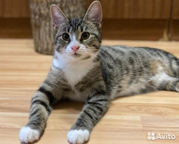 Прекрасный полосатый мальчик Чарли 1,5 года