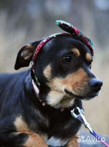 Собака, 10мес, в добрые руки