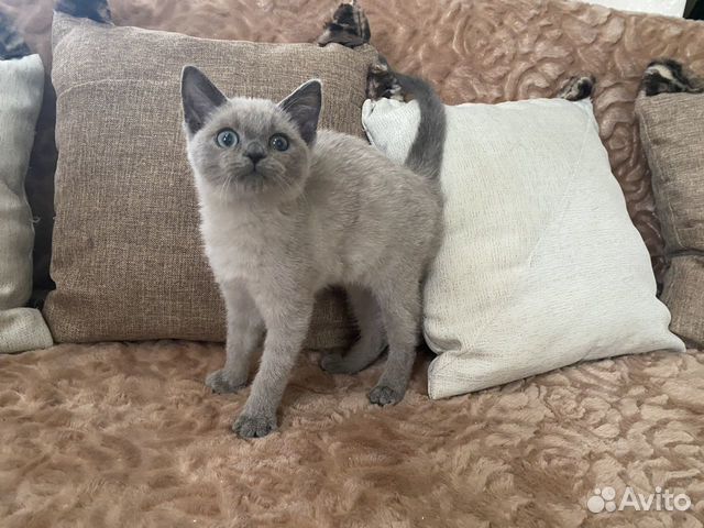 Бурманский котик Барси