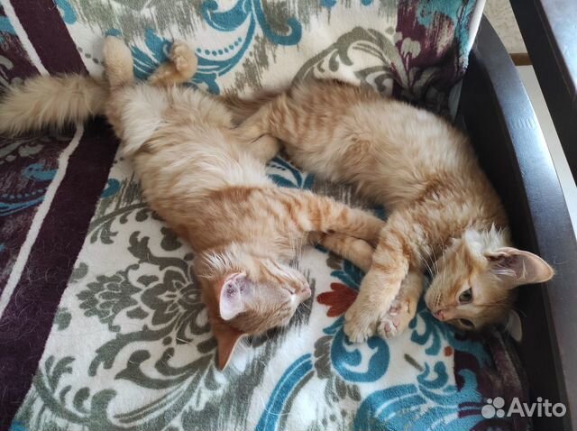 Рыжие тигрята