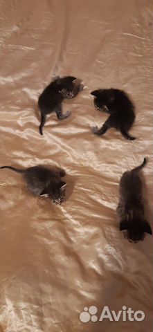 Отдам котят в добрые, заботливые руки)