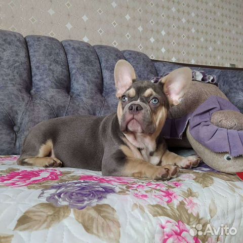 Лилово-подпалый красавчик с голубыми глазами