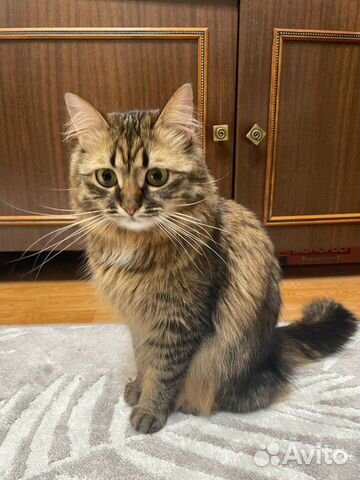 Кошка Бусинка в дар