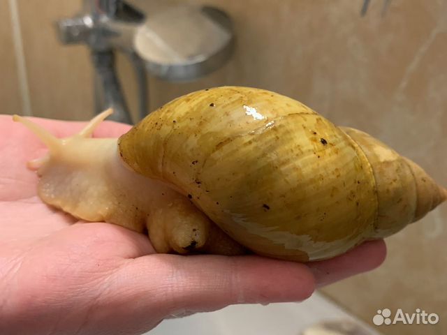 Трисо Улиток Ахатин